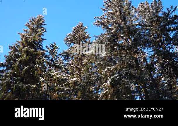This shows a coniferous forest in Karelia during winter with snow on ...