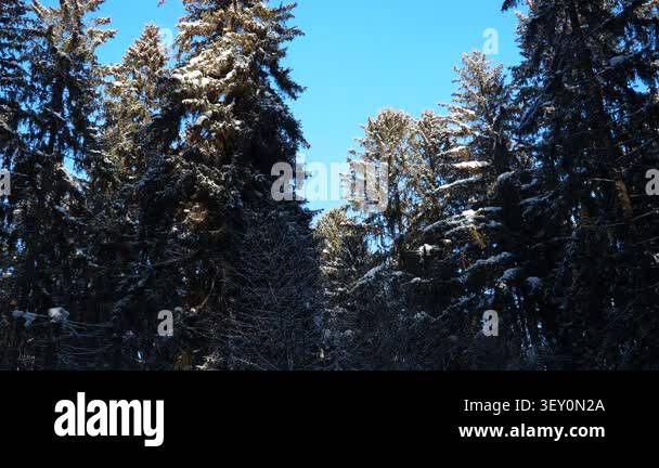 Walk through the taiga forest in Karelia. Observe the tall spruce, fir ...