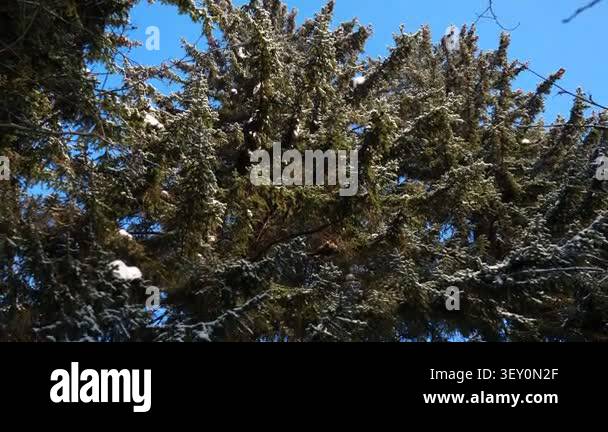 Coniferous trees in the Taiga of Karelia. Snow covers the branches of ...
