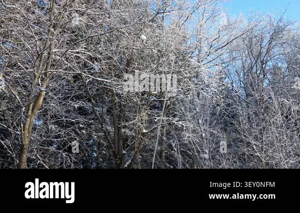 A winter landscape in Karelia taiga. Snow coats the spruce, fir, and ...