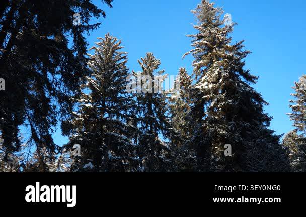 Tall spruce, fir, and pine trees are covered in snow under a clear blue ...
