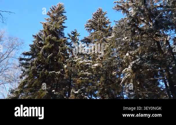 Walking through the taiga in Karelia shows tall coniferous trees like ...