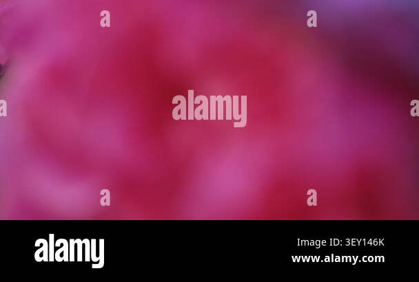 Macro shot of delicate pink rose petals coming into focus. Beautiful ...