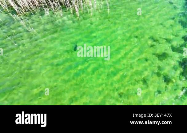 Calm aerial view of transparent freshwater with green aquatic plants on ...