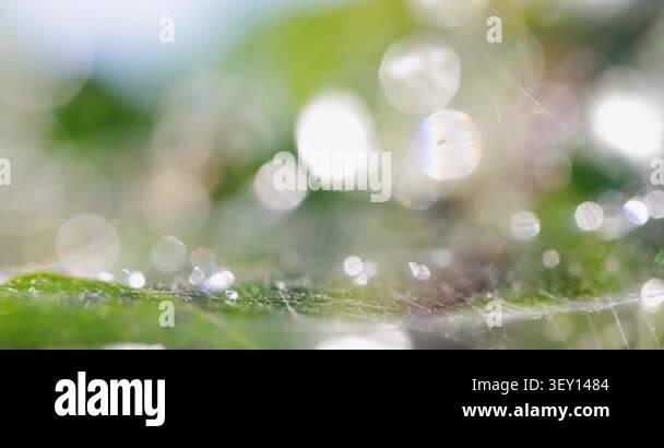 Macro view of a small spider on a dew covered web among green leaves ...