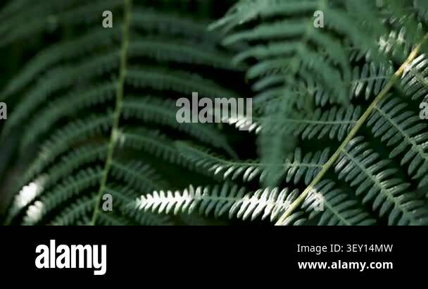 Close up of lush green fern fronds with delicate leaves moving in a ...