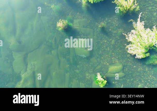 Aerial perspective of carp fish swimming in the clear, shallow waters ...