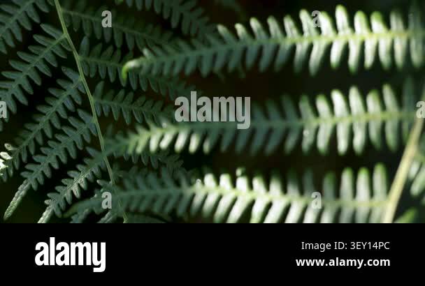 Sunbeams casting light and shadows across a delicate fern frond in a ...