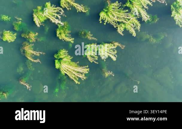 Soothing aerial top down view of green river plants and carp fish ...