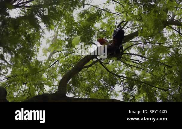 the red bird in a nest Stock Video Footage - Alamy