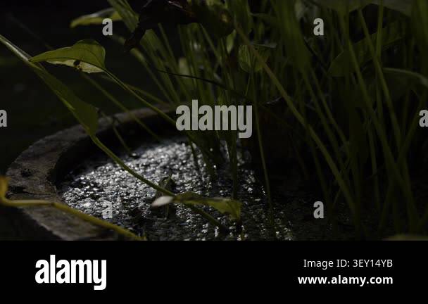water drop in the river Stock Video Footage - Alamy