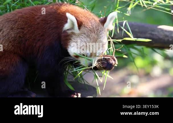 Red panda with long striped tail sitting on birch tree stump eating ...