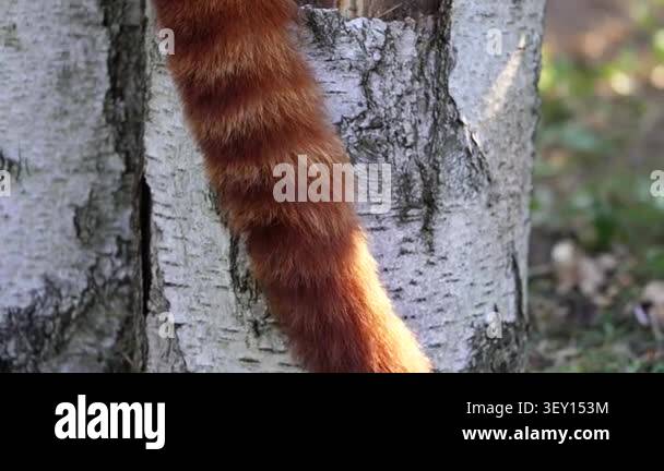 Close up view of red panda sitting on a large birch tree stump showing ...