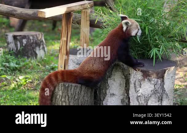 Red panda stretching across a tree stump to reach fresh bamboo branches ...