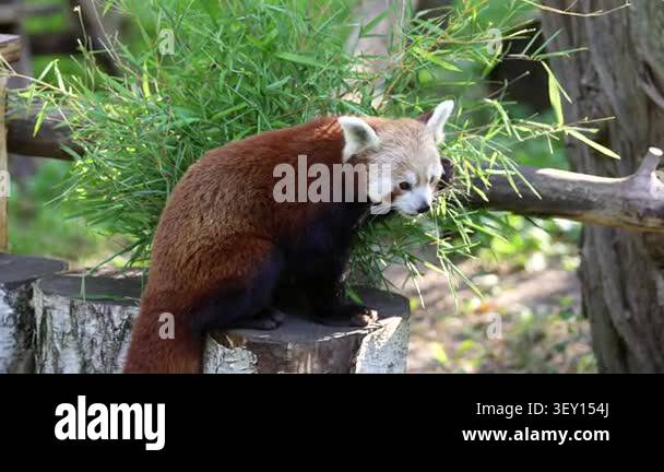 Rear side view of a red panda sitting on a tree stump while feeding on ...
