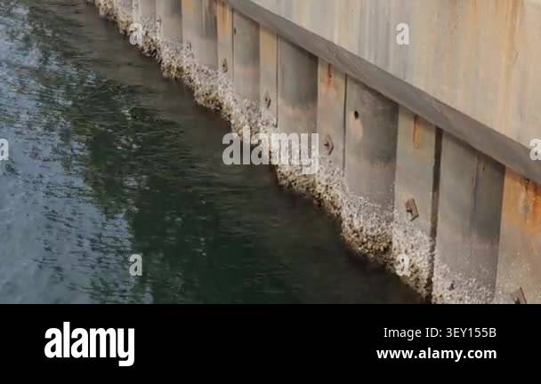 Barnacle covered seawall at the waterline near a dock Stock Video ...