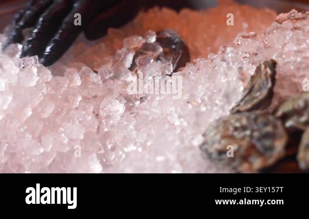 A chef retrieves delicious, juicy oysters from the ice at an open ...