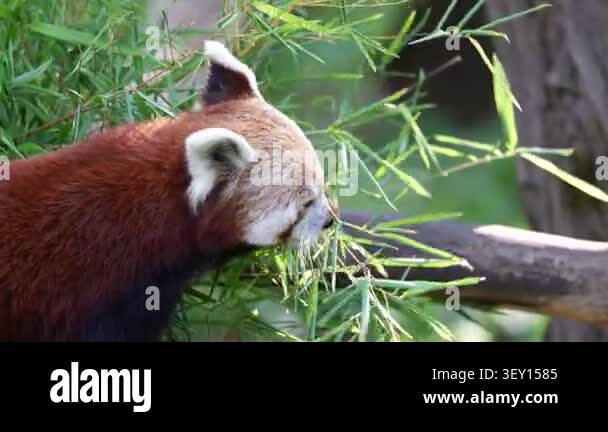 Close up detailed portrait of a red panda feeding on bamboo leaves in ...
