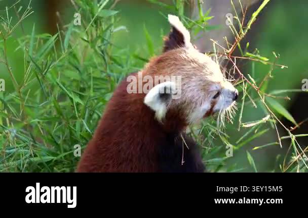 Close up side profile portrait of a red panda among dense bamboo ...