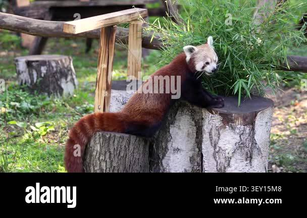 Red panda feeding on fresh bamboo while resting across large cut tree ...