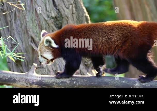 Red panda walking along a wooden log surrounded by bamboo foliage and ...