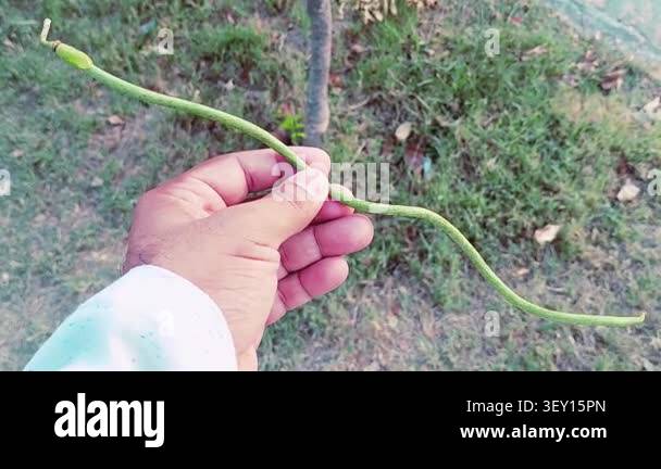 Close Up Shot Of Man Holding Long Thin Green Pod Stock Video Footage ...