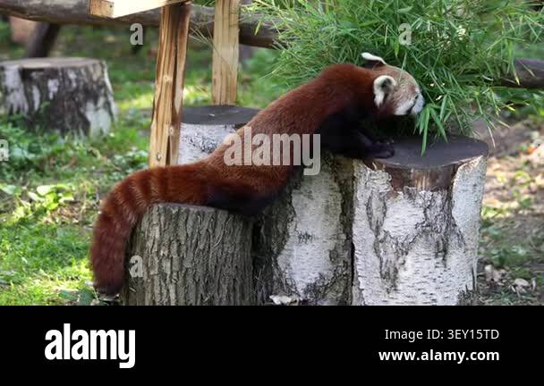 Red panda leaning on a large tree stump and feeding on bamboo leaves in ...