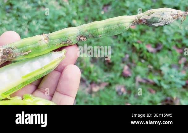 Fresh Organic Moringa Seed Pods Sliced Open In Human Hand Stock Video ...