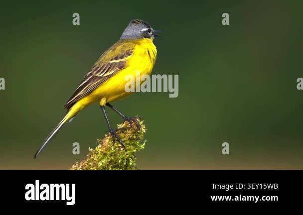 Beautiful Western Yellow Wagtail Bird Perched On Mossy Tree Branch ...