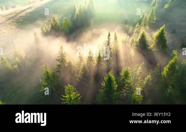 Beautiful Aerial Sunrise Fog Floating Over Evergreen Pine Forest ...