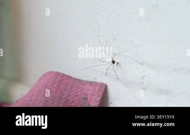 Intricate harvestman spider with a long-legged spider on textured white ...