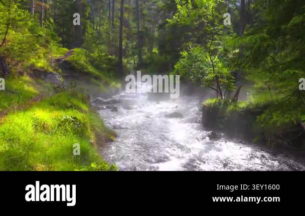 Sunlit Forest River with Soft Mist and Lush Green Vegetation Stock ...