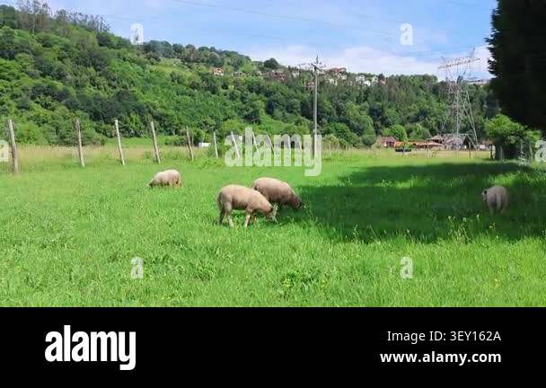 Sheep grazing on a green pasture in rural Asturias Spain Stock Video ...
