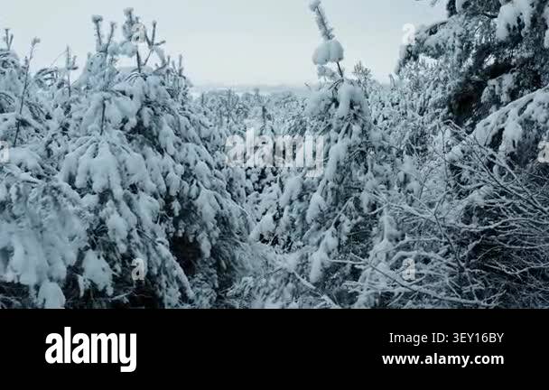 Snow Covered Pine Trees In Winter Forest Beautiful Nature Landscape ...