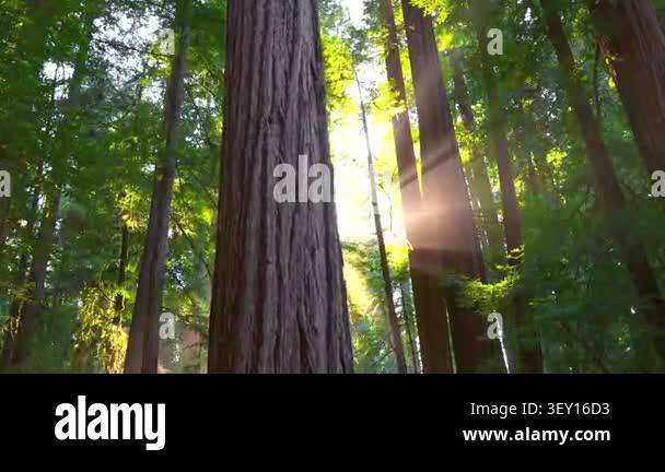 Sunlight Rays Shining Through Tall Redwood Trees In Ancient Forest ...