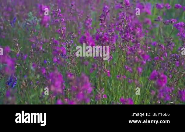 Cinematic Reveal of Wildflower Meadow in Swietokrzyskie Mountains ...