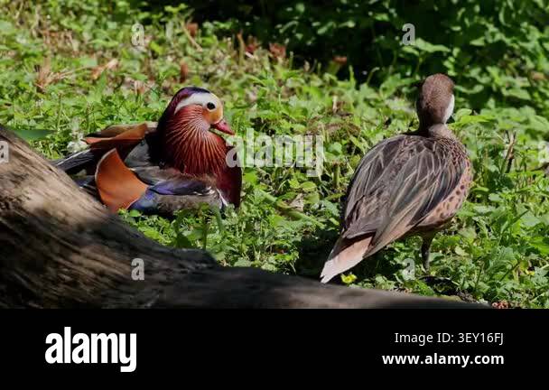 The mandarin duck, Aix galericulata is a perching duck species found in ...