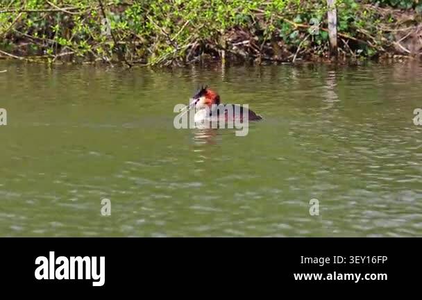 Great Crested Grebe, Podiceps cristatus has caught a fish. Bird with ...