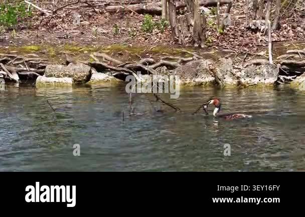 Couple of Great Crested Grebe, Podiceps cristatus building their nest ...