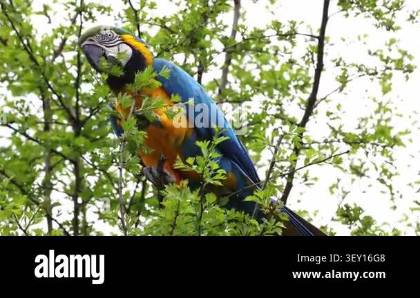 The Blue-and-yellow Macaw, Ara ararauna also known as the blue-and-gold ...