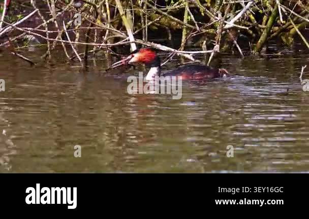 Great Crested Grebe, Podiceps cristatus has caught a fish. Bird with ...