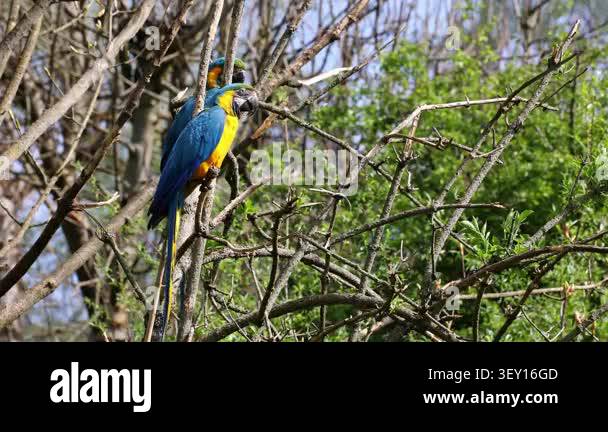 The Blue-and-yellow Macaw, Ara ararauna also known as the blue-and-gold ...