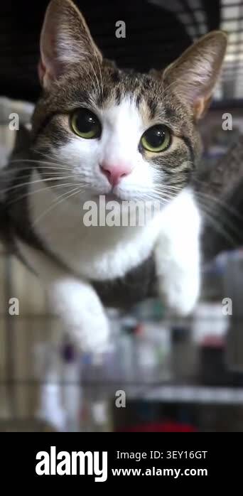 A homeless stray cat inside a cage at an animal shelter while waiting ...