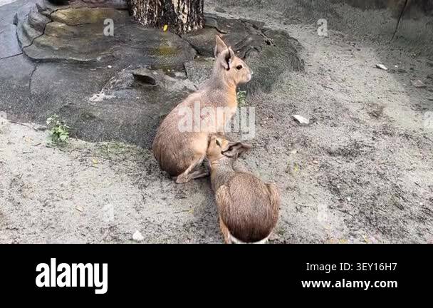 Two adorable small animals resting together in a natural outdoor ...