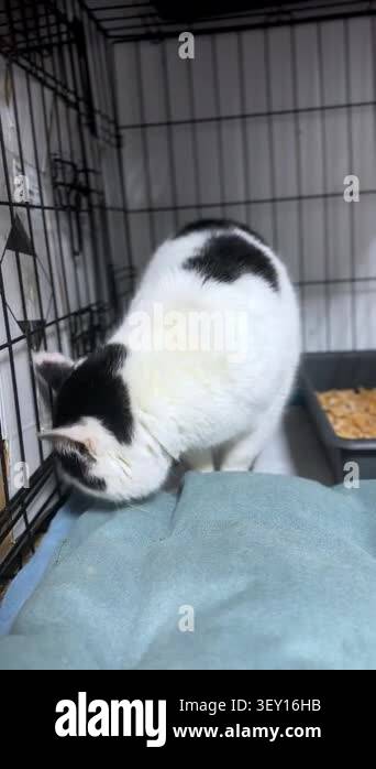 A homeless stray cat inside a cage at an animal shelter while waiting ...