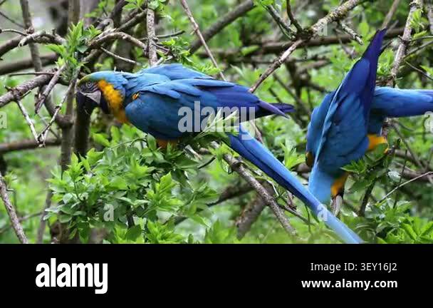 The Blue-and-yellow Macaw, Ara ararauna also known as the blue-and-gold ...