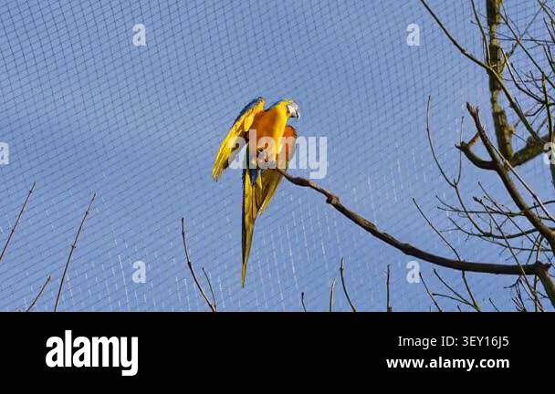 The Blue-and-yellow Macaw, Ara ararauna also known as the blue-and-gold ...
