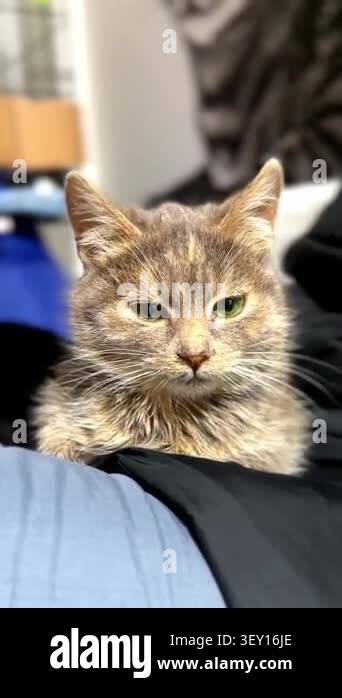 A homeless stray cat resting peacefully inside an animal shelter in a ...