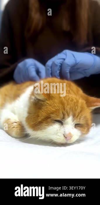 A homeless stray cat undergoing a veterinary examination at an animal ...