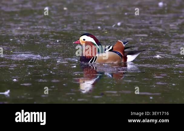 The mandarin duck, Aix galericulata is a perching duck species found in ...